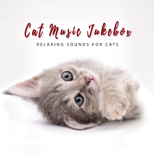 Cat Music Jukebox on Pandora | Radio, Songs & Lyrics